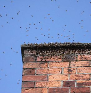 How to Get Rid of Bees in Your Chimney - Fireplace and Chimney Authority